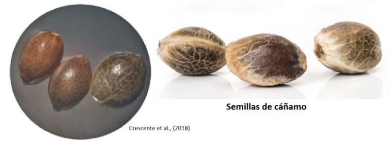 Descripción agronómica de la semilla de Cáñamo – Cenicañamo