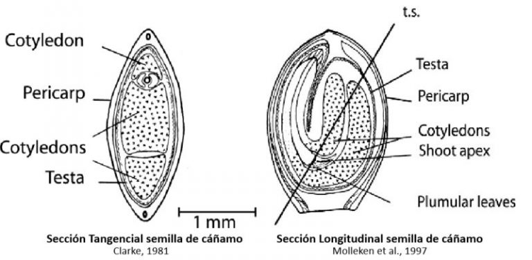 Descripción agronómica de la semilla de Cáñamo – Cenicañamo